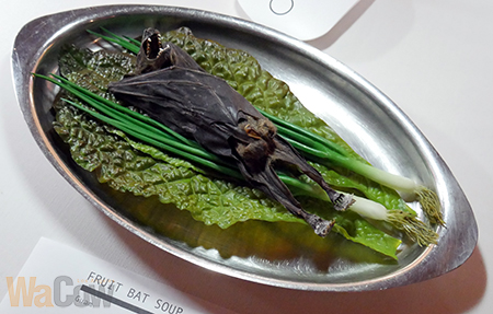Fruit Bat Soup : 哇靠!洛杉磯